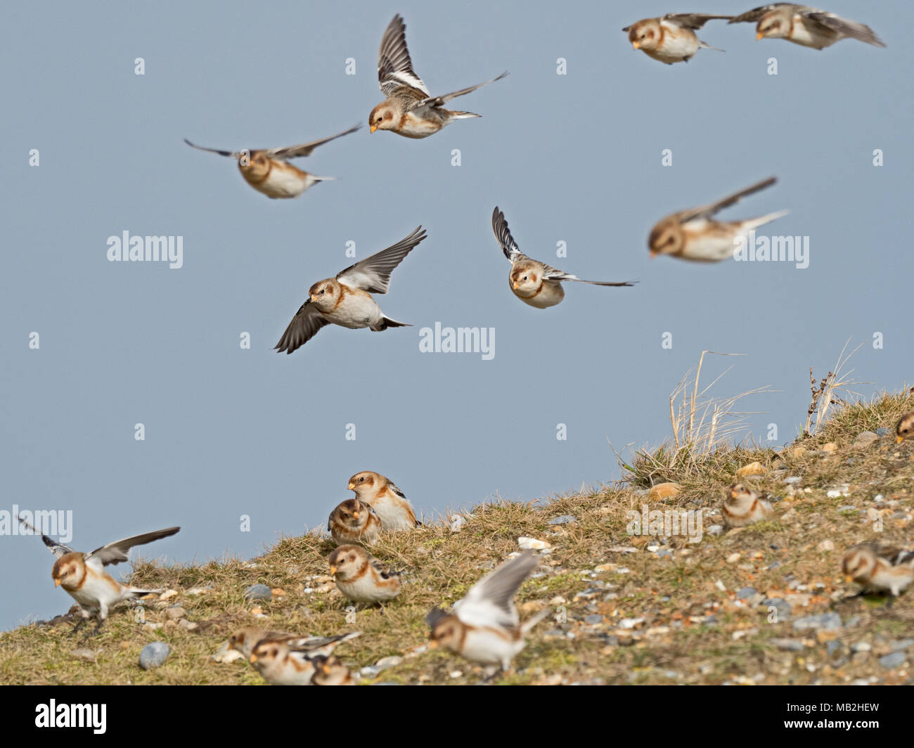Snow Buntings Plectrophenax nivalis Salthouse North Norfolk winter ...