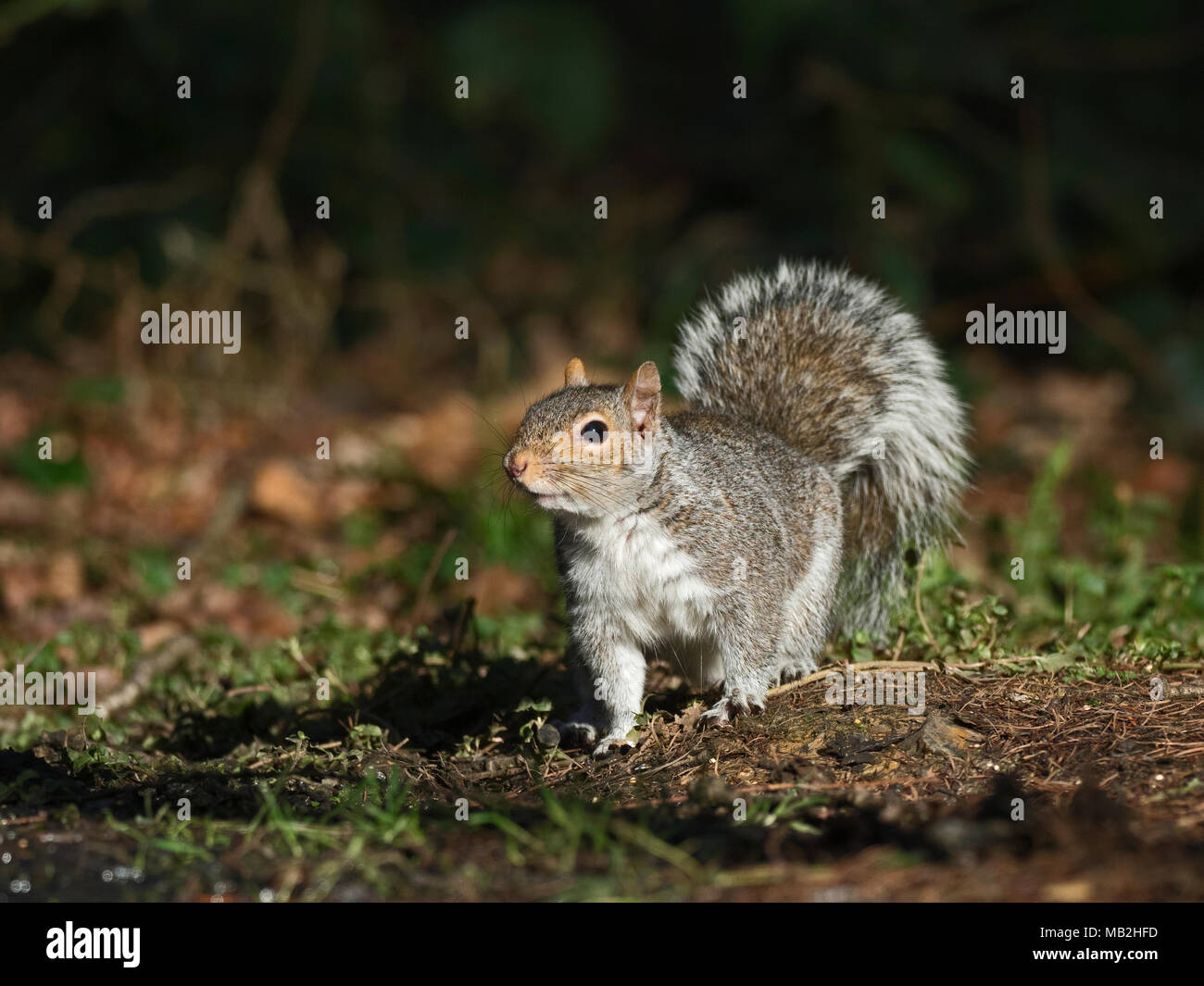 Sciurus carolinensis hi-res stock photography and images - Alamy