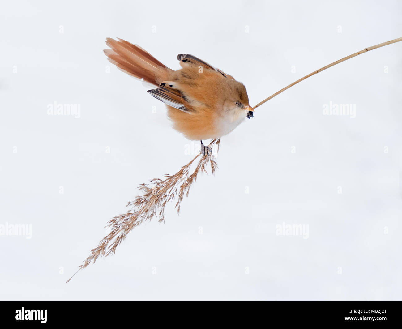 Bearded Tit (Bearded reedling) Panurus biarmicus female feeding on reed ...