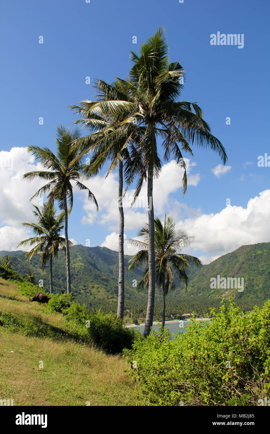 A row of coconut trees in Lombok, Indonesia Stock Photo - Alamy