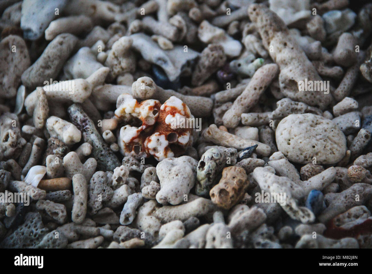 Indonesia Beach Shells High Resolution Stock Photography and Images - Alamy