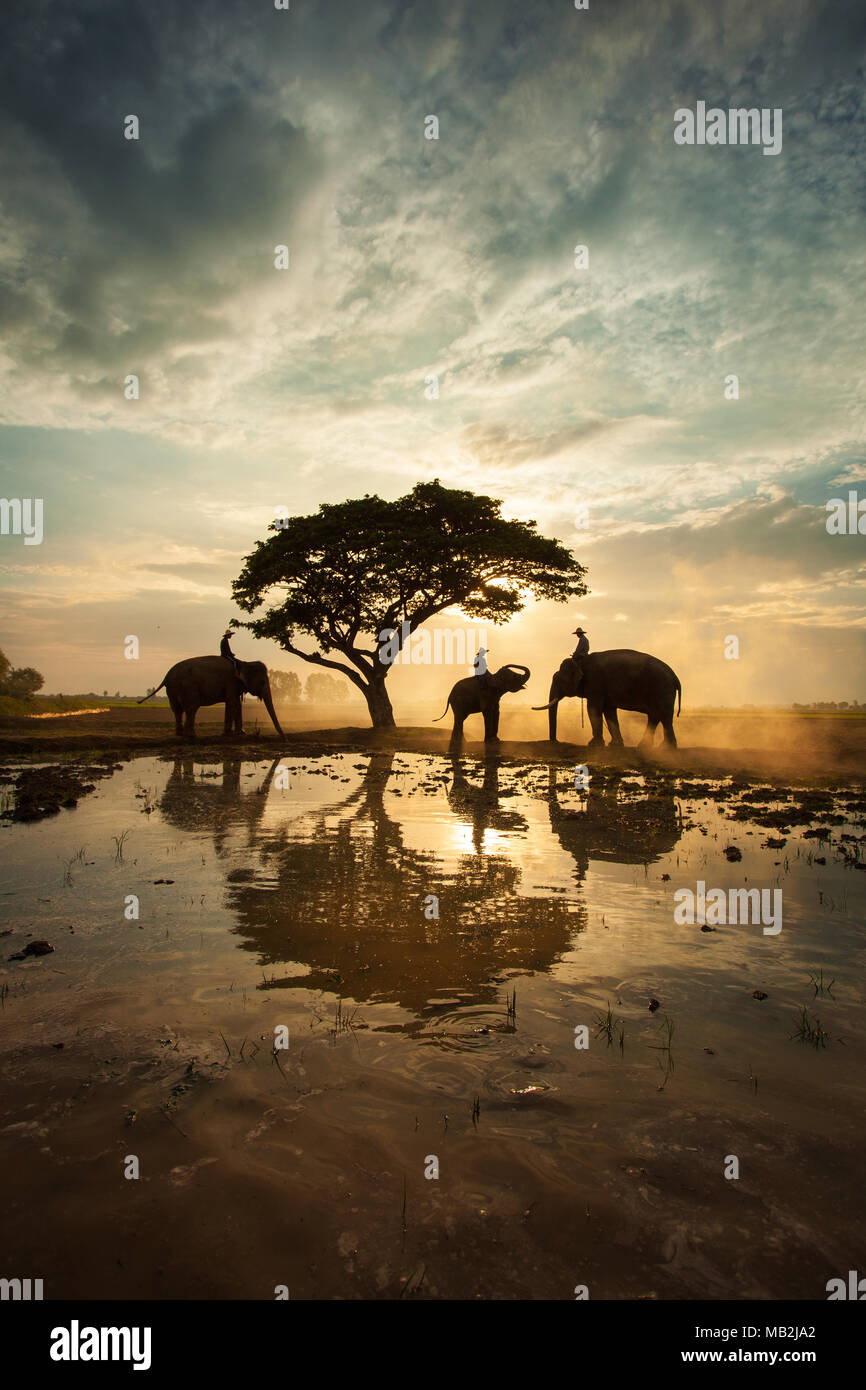 The elephants walking under a big tree in silhouette mood, Thailand ...