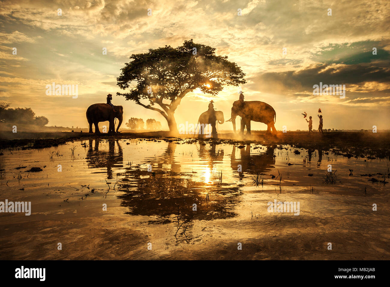 Elephants under tree hi-res stock photography and images - Alamy