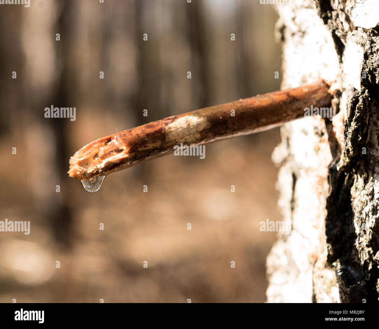 Birch sap tube hi-res stock photography and images - Alamy