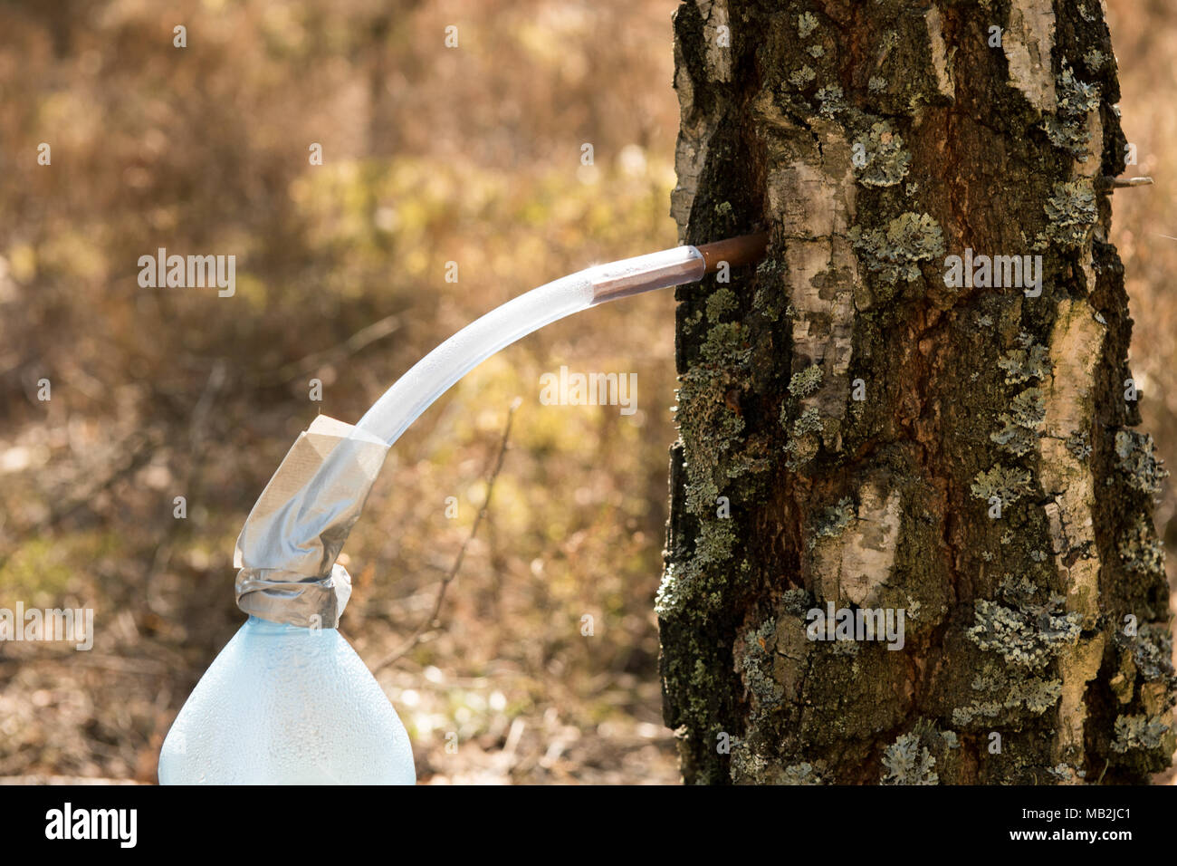 birch juice straight from the tree Stock Photo - Alamy