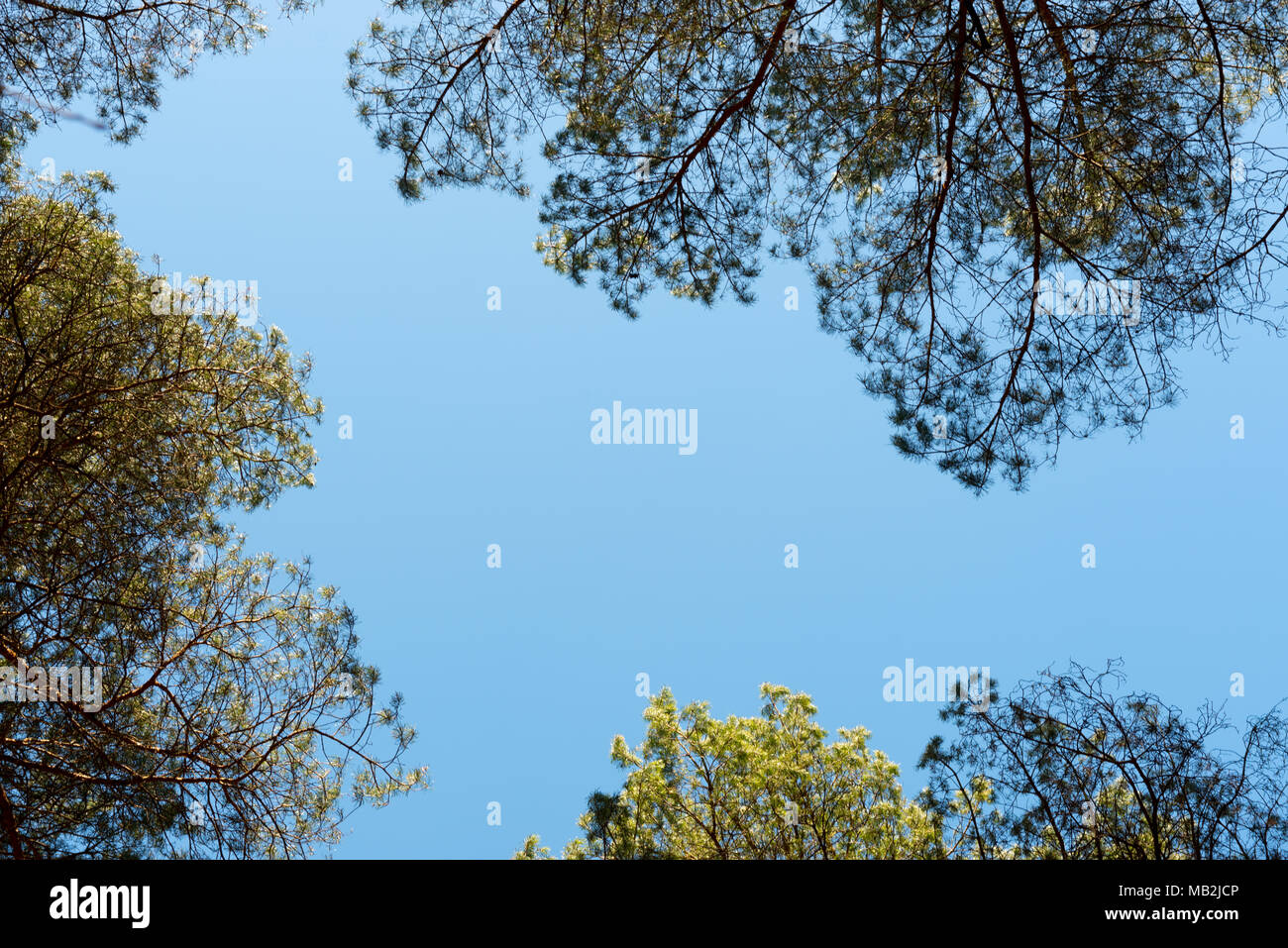 spring forest and sky Stock Photo - Alamy
