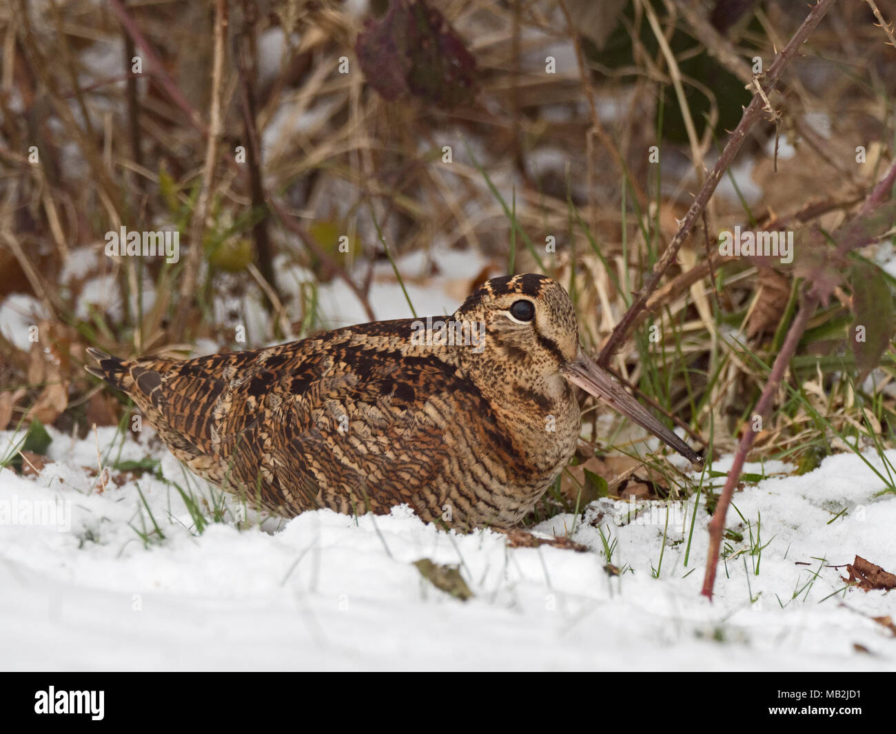 Eurasian Woodcock Scolopax rusticola North Norfolk February Stock Photo ...