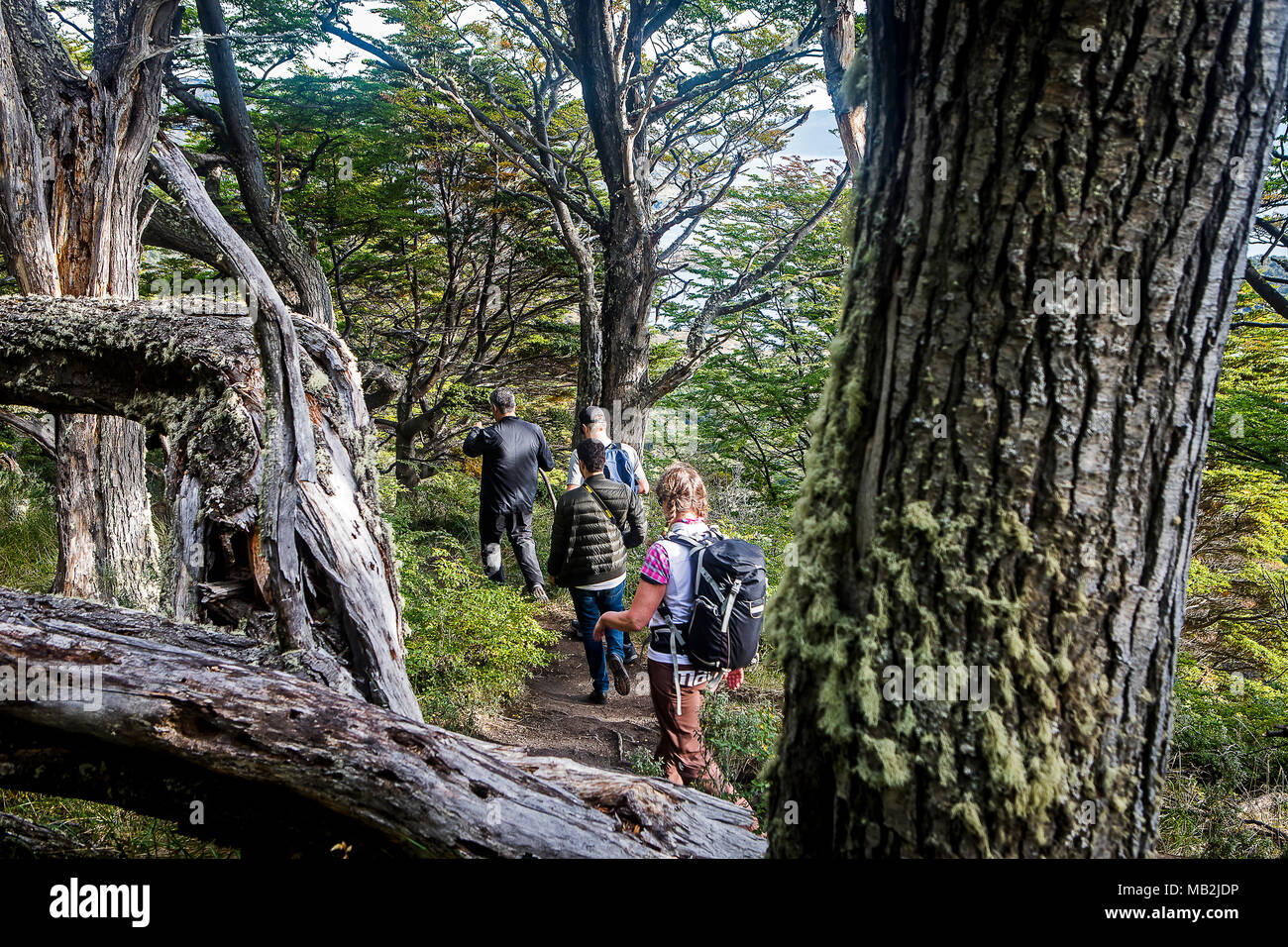 Hike. Tourists exploring interior of Wulaia Bay, also called Caleta ...