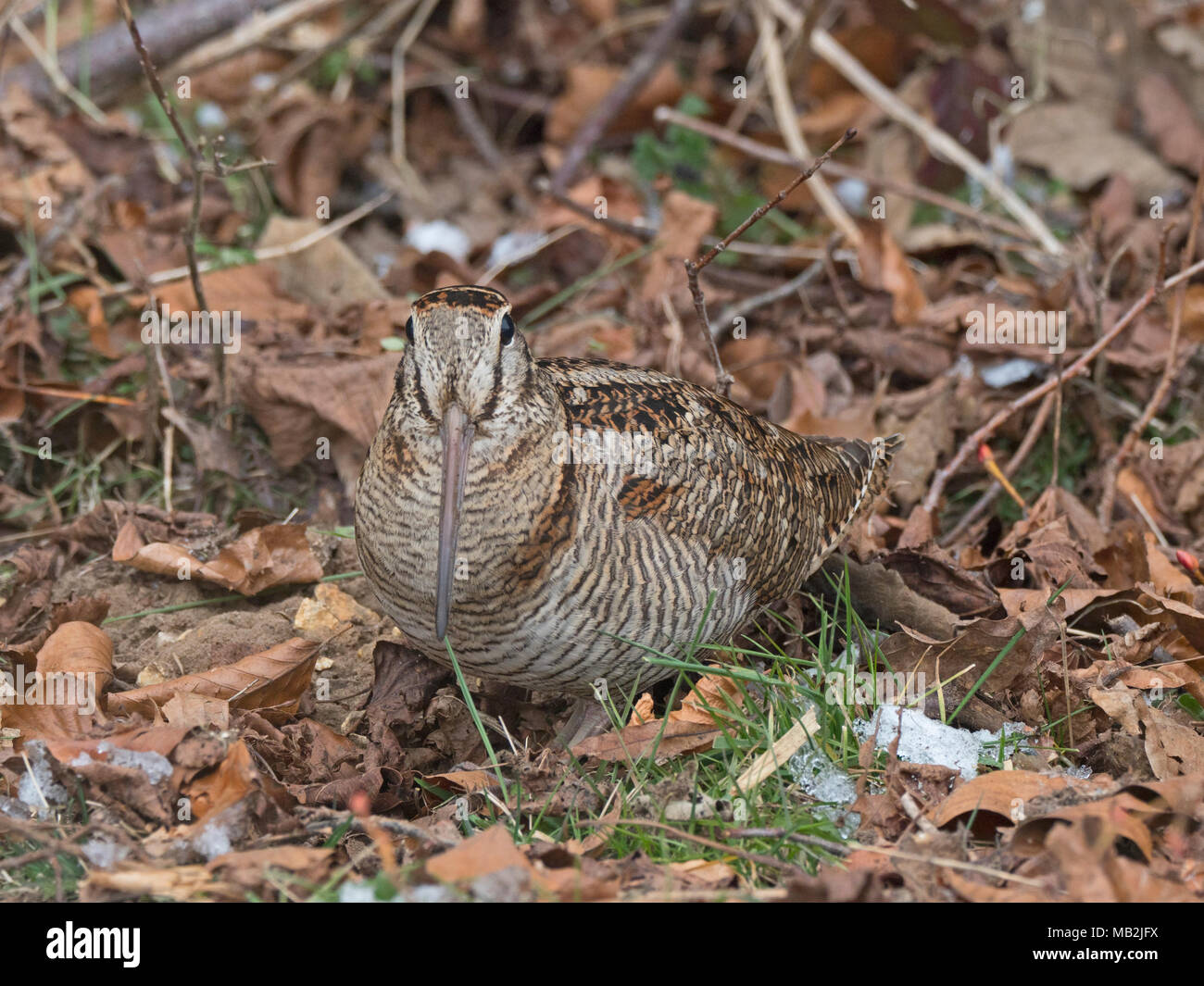 Eurasian Woodcock Scolopax rusticola North Norfolk February Stock Photo ...