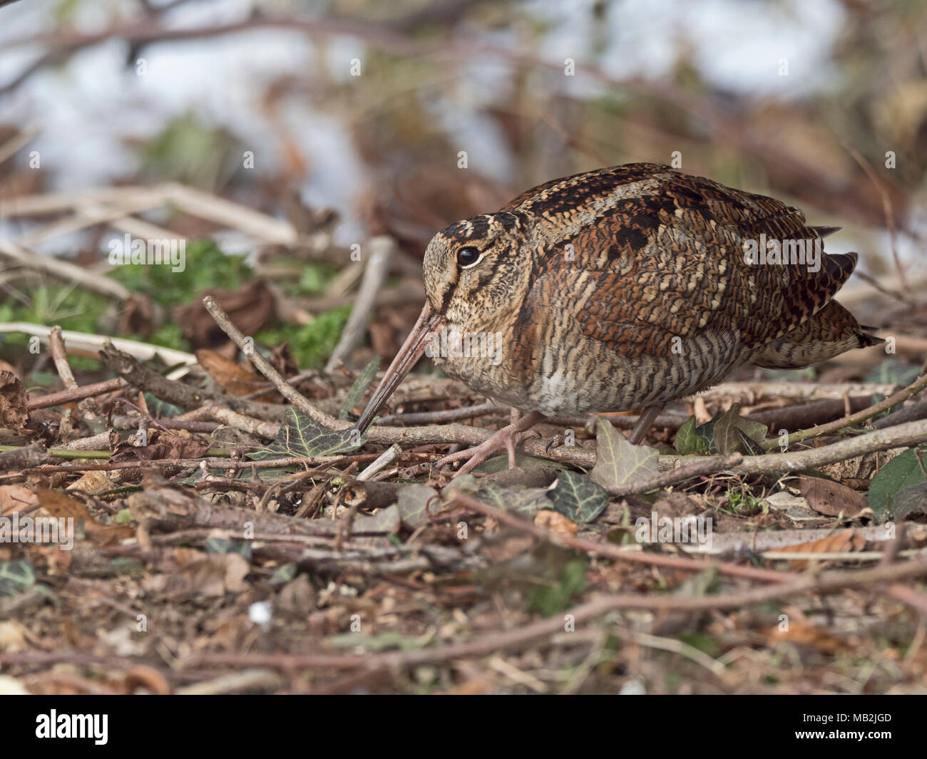 Scolopax rusticola norfolk hi-res stock photography and images - Alamy