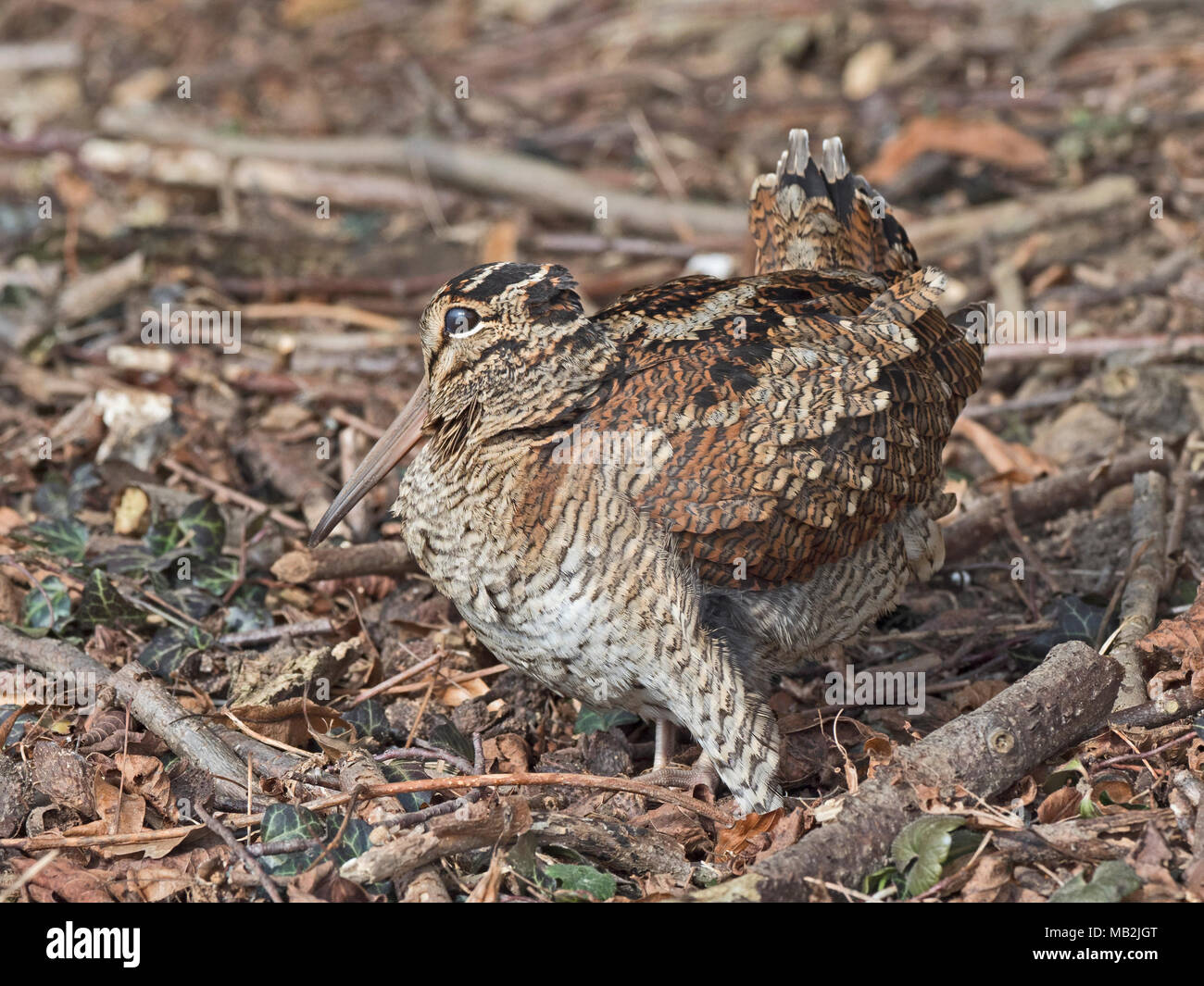 Eurasian Woodcock Scolopax rusticola North Norfolk February Stock Photo ...