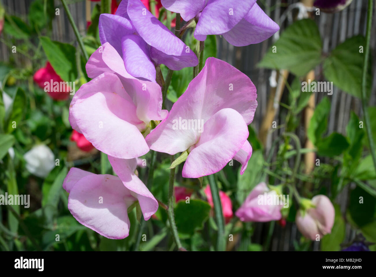 Sweet pea display hi-res stock photography and images - Alamy