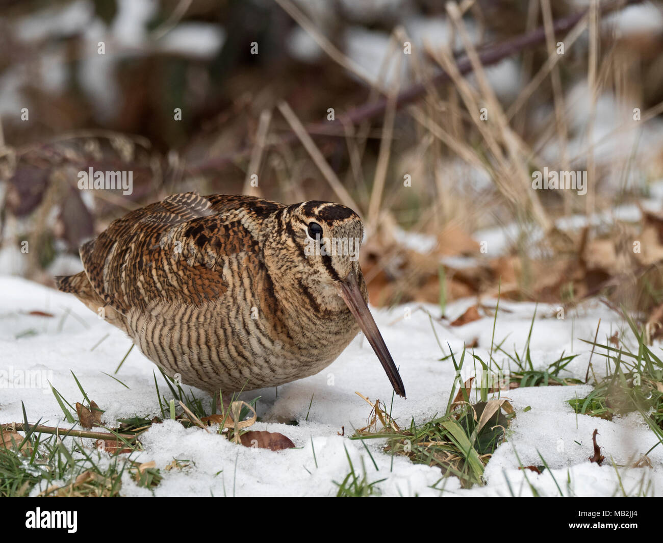 Eurasian Woodcock Scolopax rusticola North Norfolk February Stock Photo ...