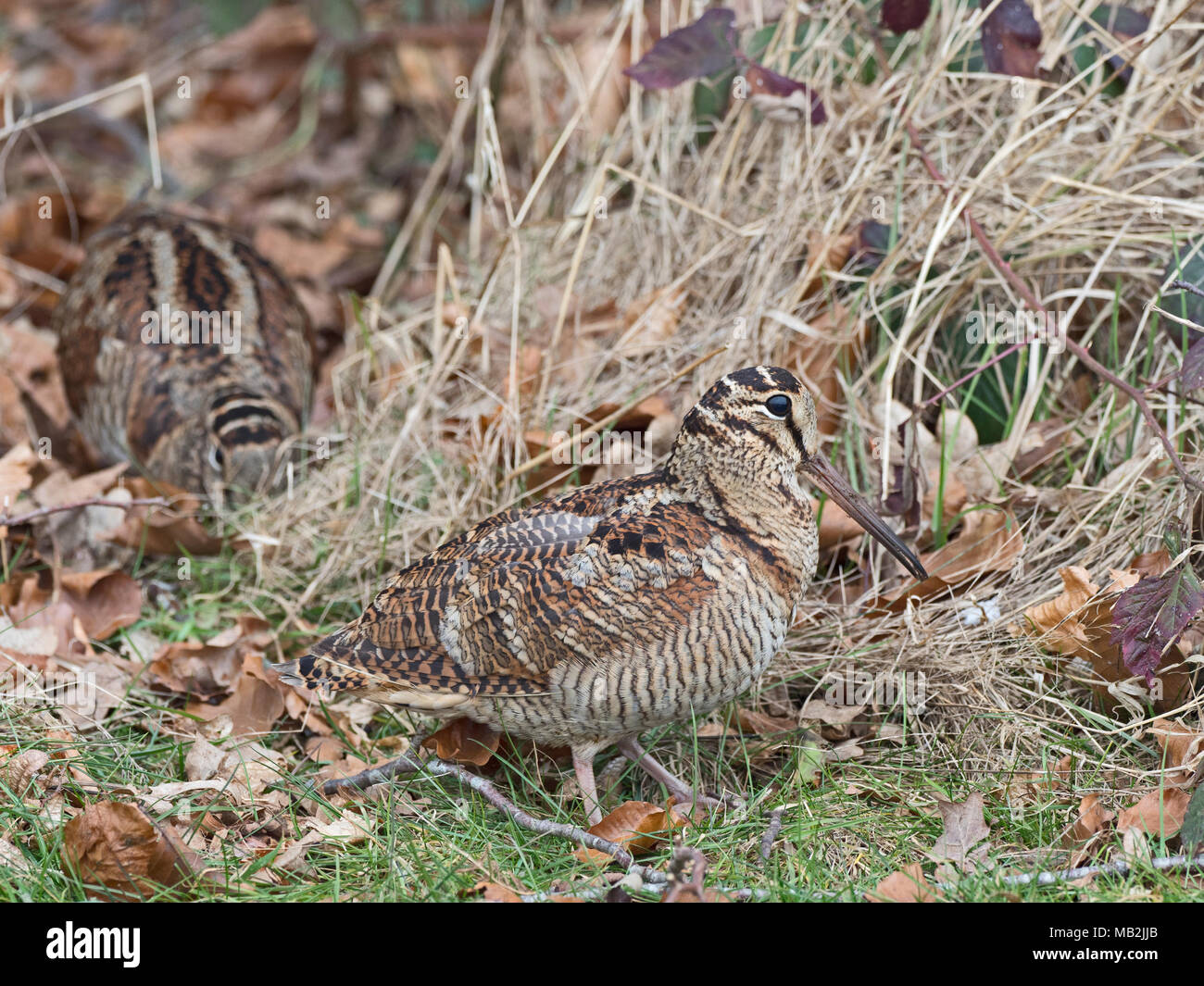 Eurasian Woodcock Scolopax rusticola North Norfolk February Stock Photo ...