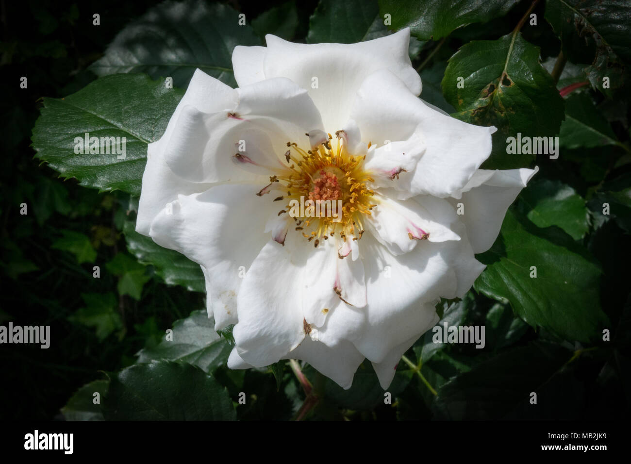 Margaret merril rose hi-res stock photography and images - Alamy