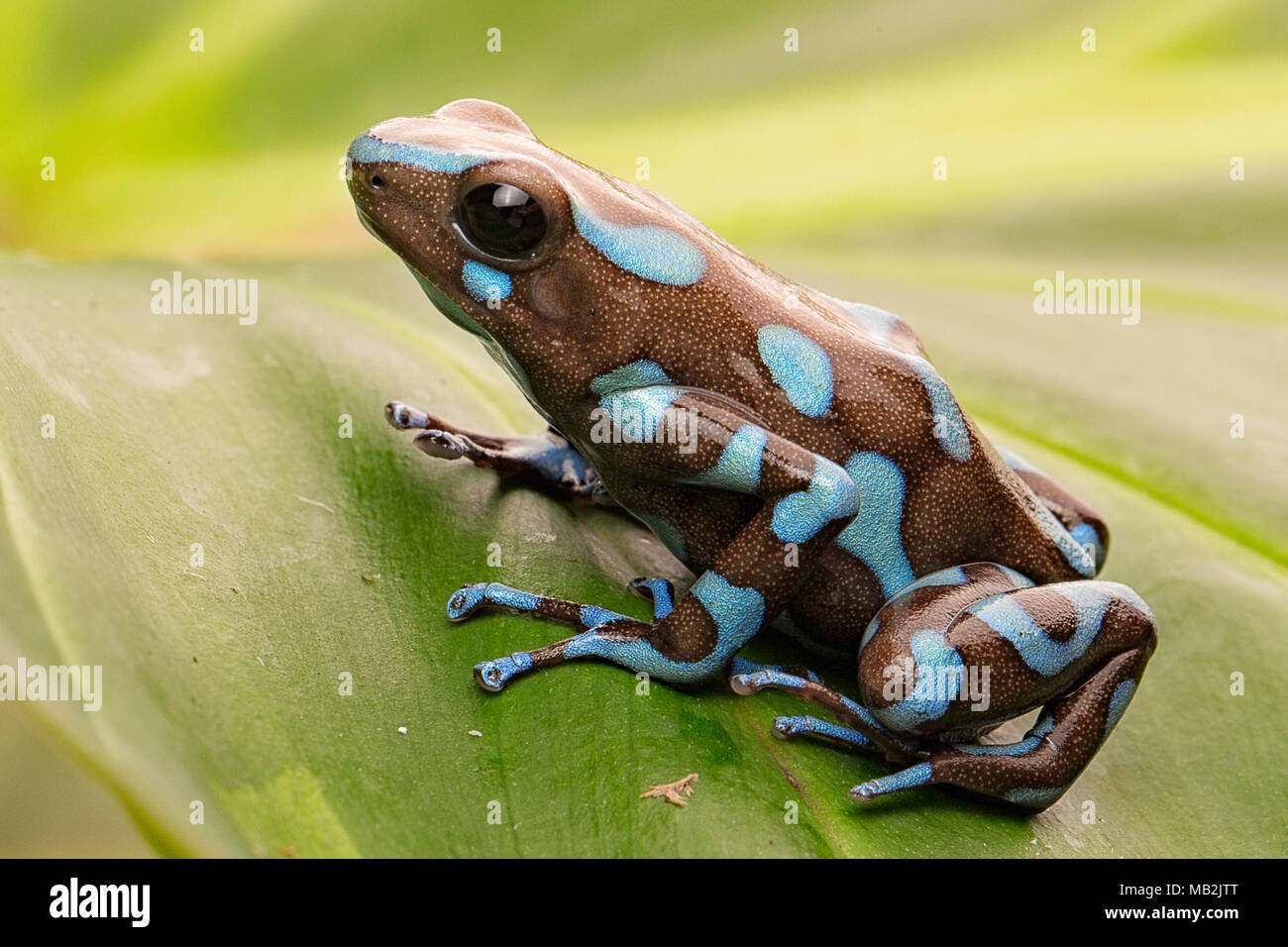 tropical poison dart frog from the exotic rain forest of Panama. Macro ...