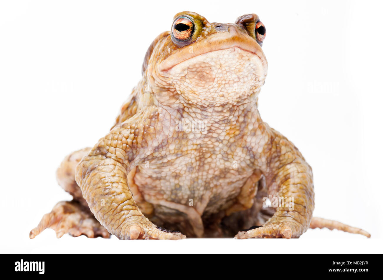 Angry toad Cut Out Stock Images & Pictures - Alamy