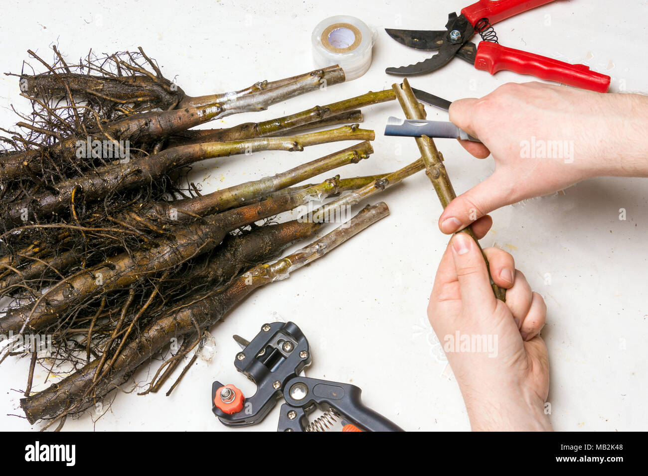 Walnut pruning tree hi-res stock photography and images - Alamy