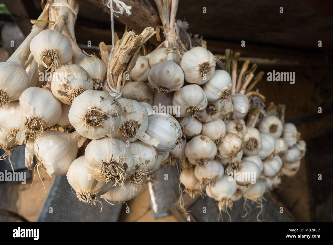 Fresh garlic in bundle dried under rural house roof. Organic product ...