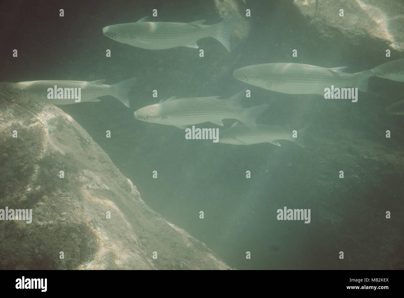 Fish floating underwater Stock Photo - Alamy
