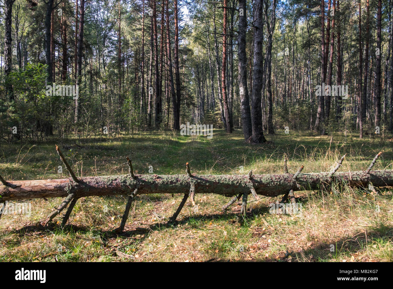 Tree fallen across road hi-res stock photography and images - Alamy
