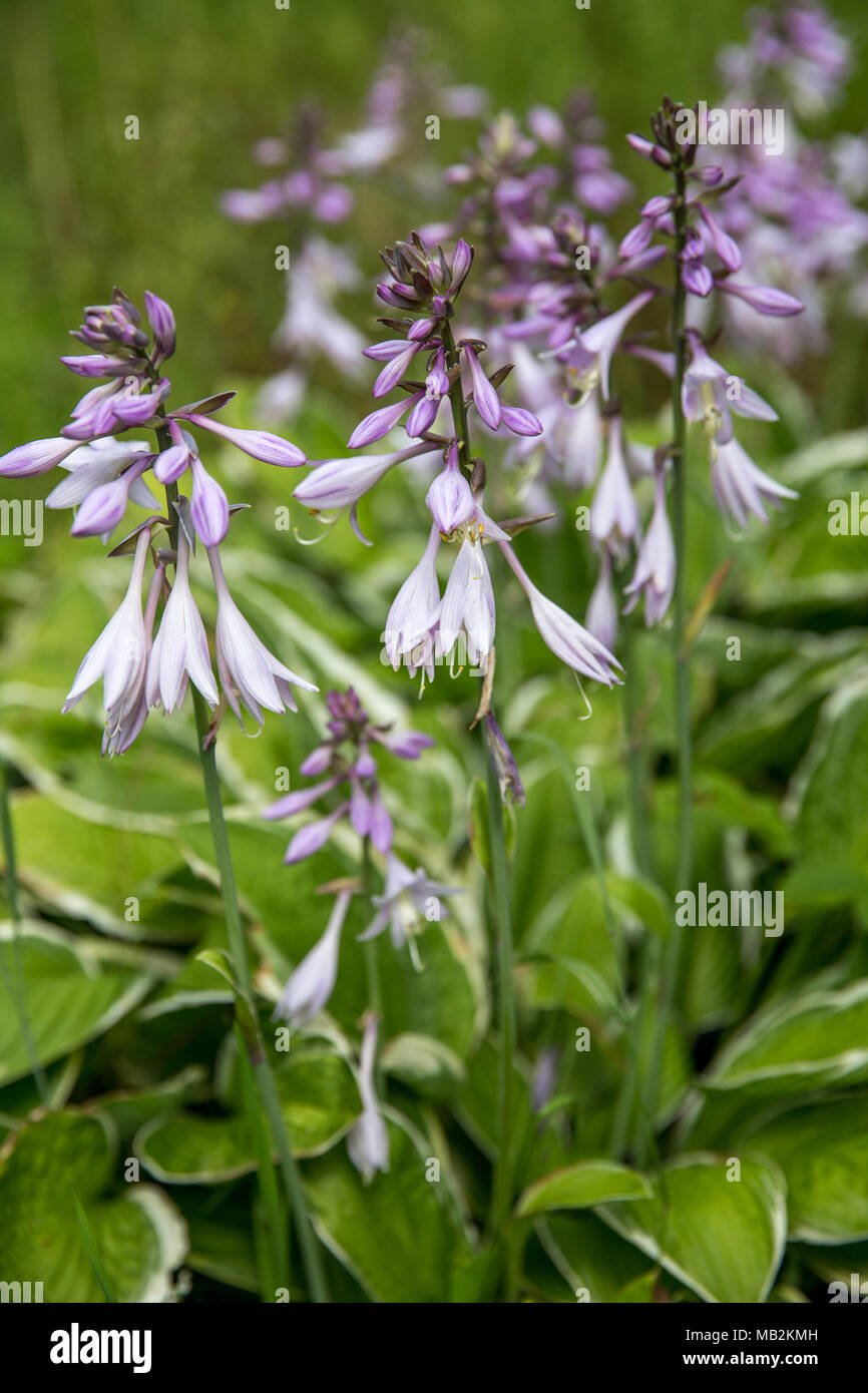 Violet flowers of blooming hosta Hosta undulata Stock Photo - Alamy