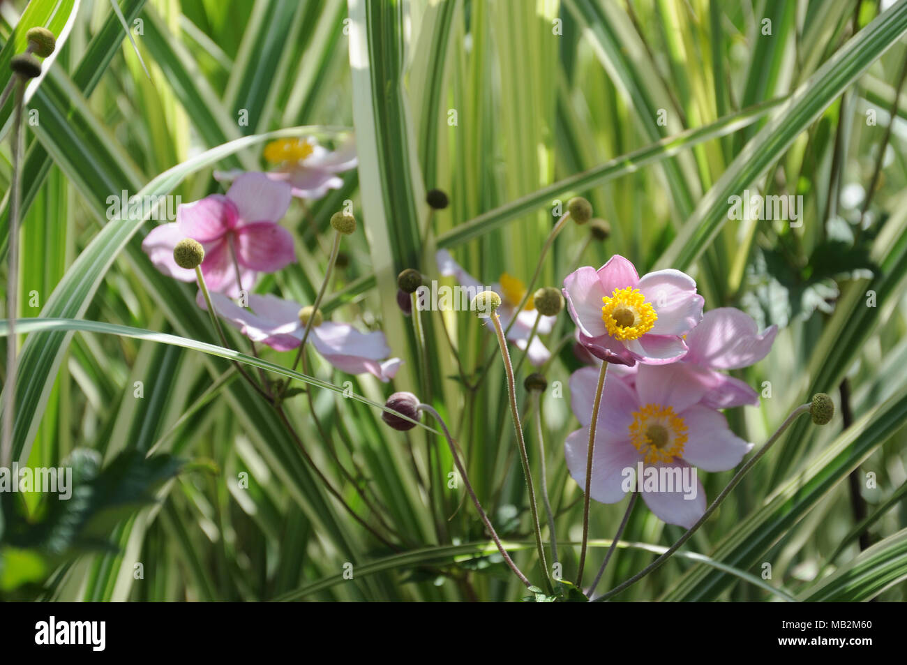 japanese anemones with variegated grass in garden Stock Photo - Alamy