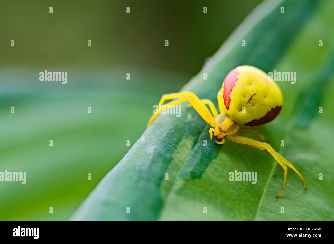 Spider hiding in the middle of the summer leaves Stock Photo - Alamy