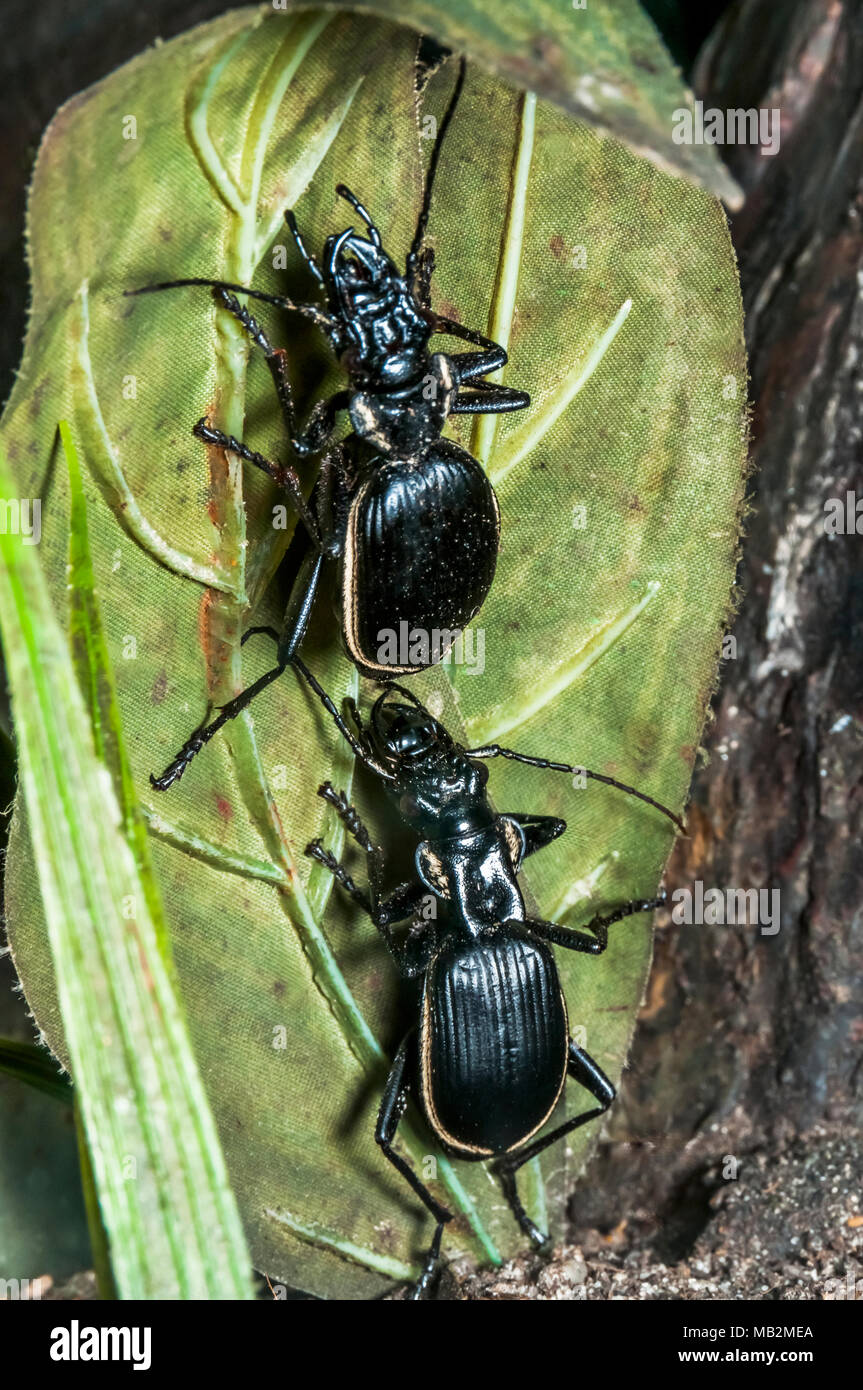 Anthia beetle hi-res stock photography and images - Alamy