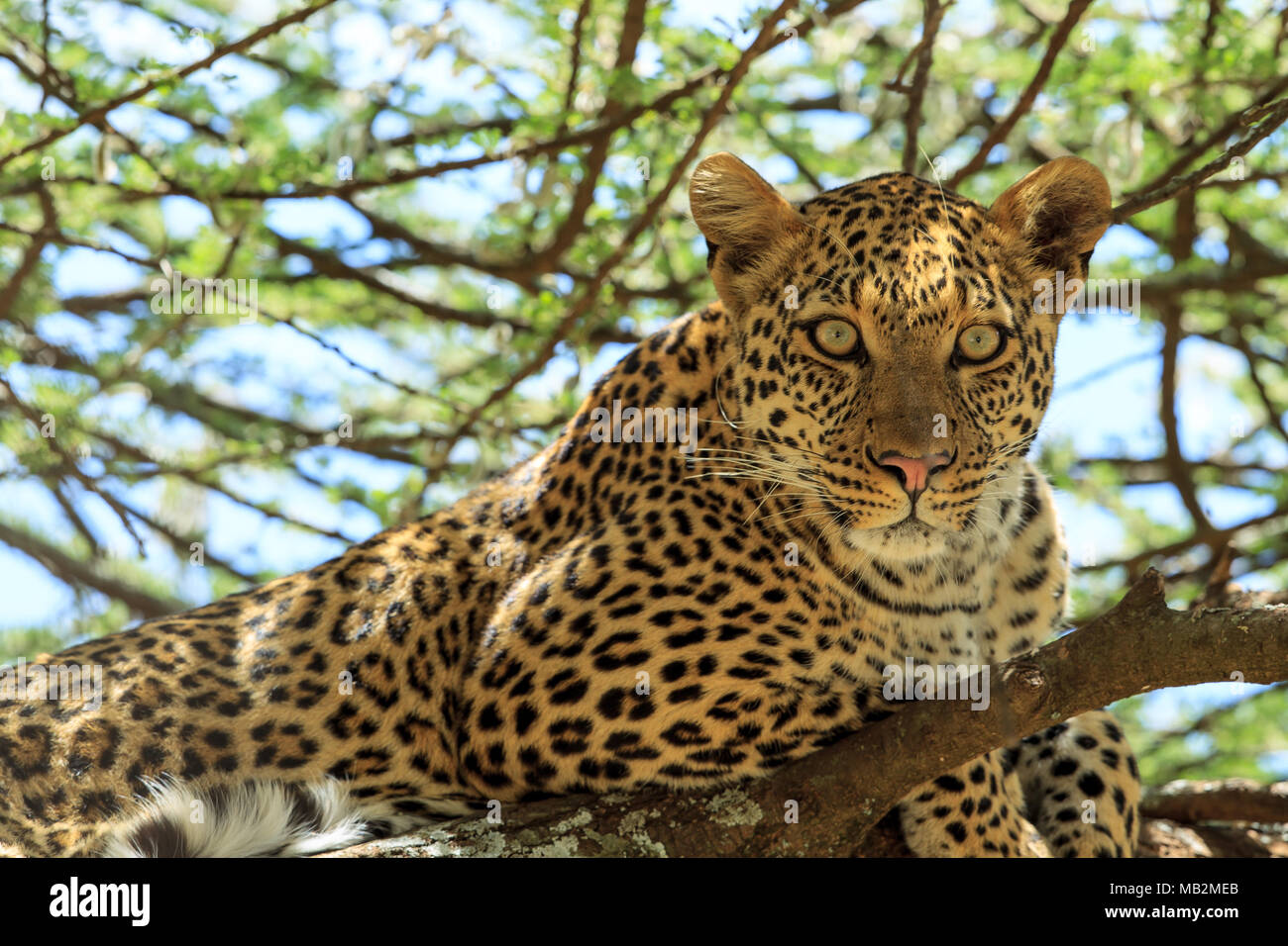 An African leopard in an acacia tree Stock Photo - Alamy