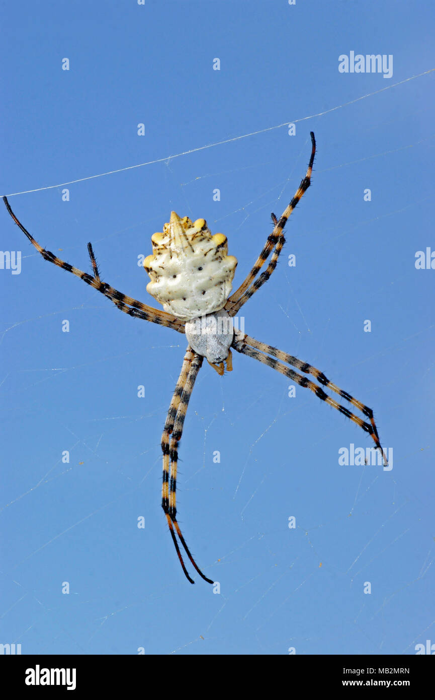 Chelicerae with fangs hi-res stock photography and images - Alamy