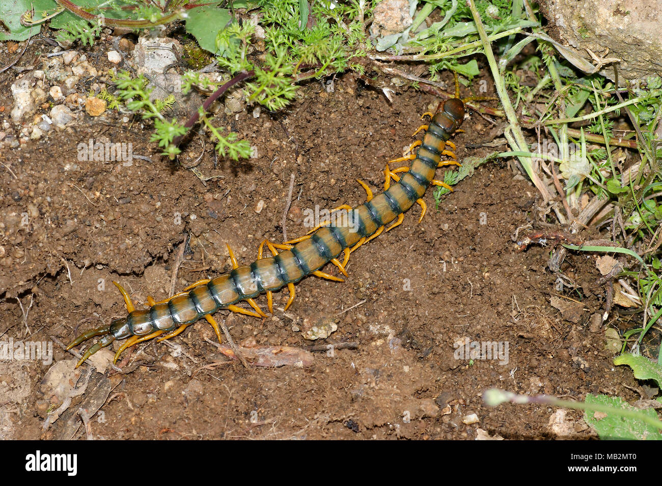 Escolopendra centipede hi-res stock photography and images - Alamy