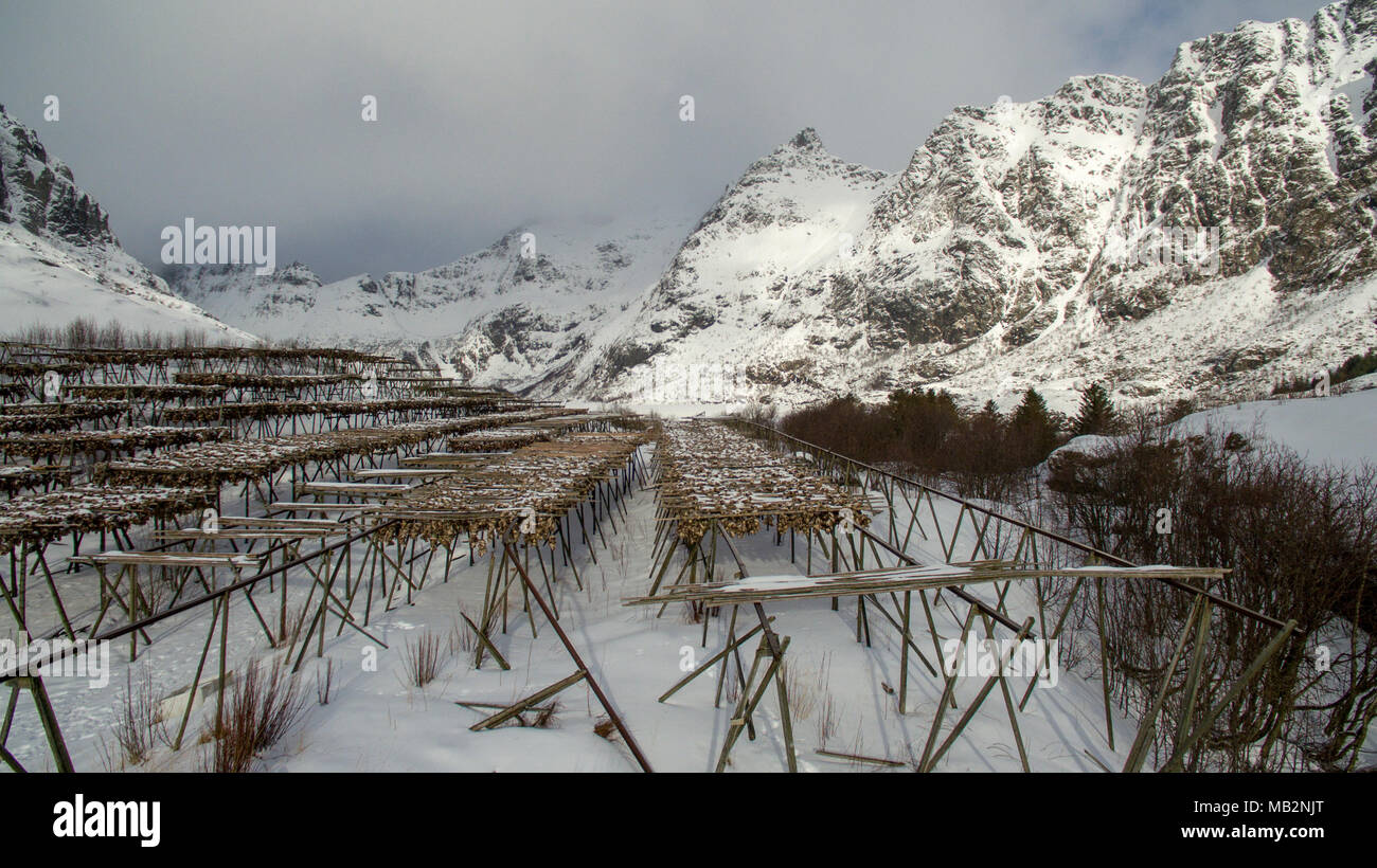 Fish racks in the village of A in Lofoten, Norway Stock Photo - Alamy