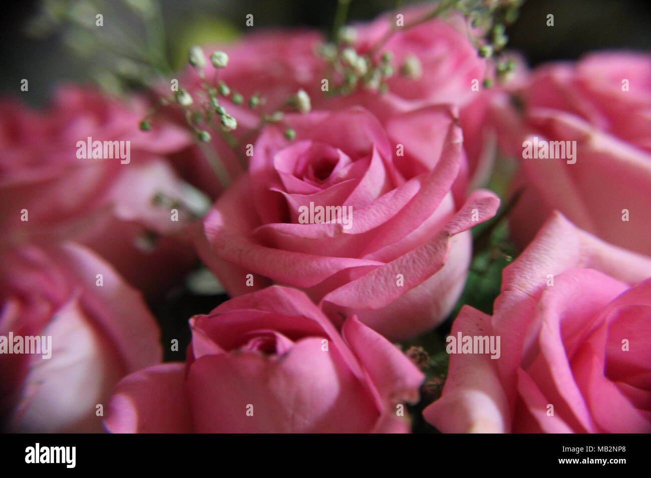 Perfect rose hi-res stock photography and images - Alamy