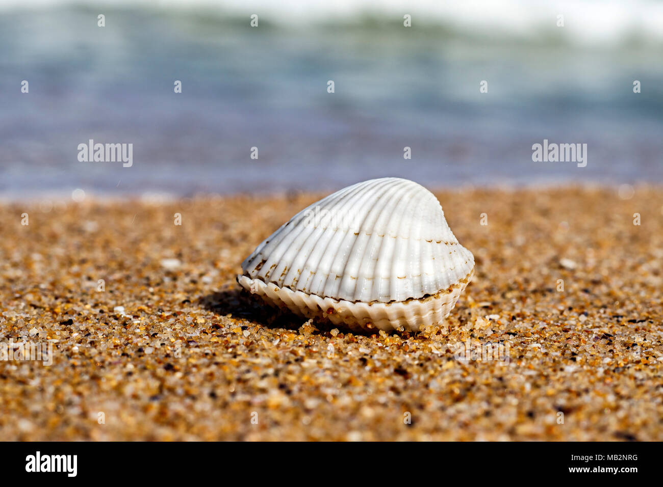 seashell on the beach of the Black Sea of Bulgaria Stock Photo - Alamy
