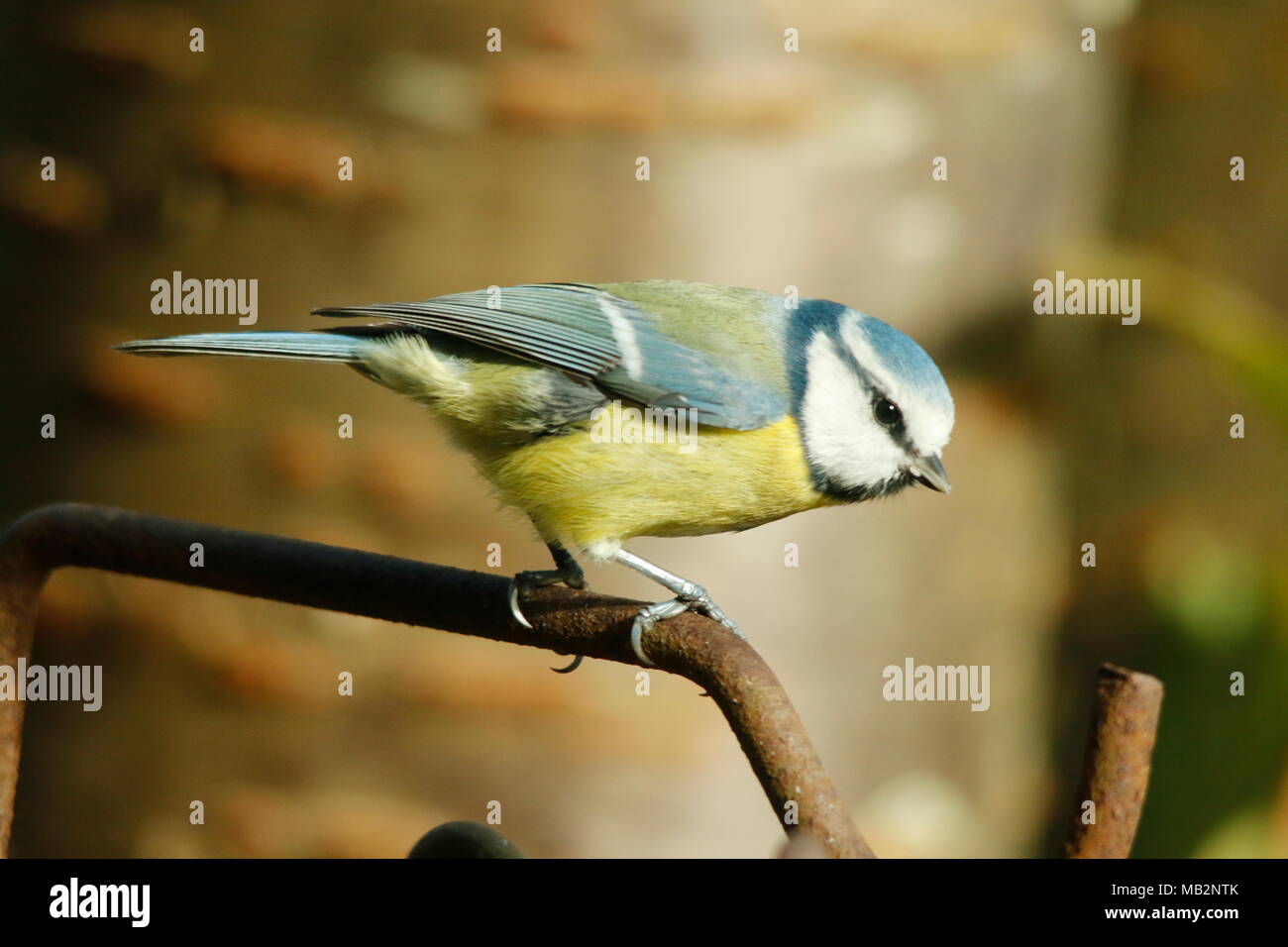 Eurasian blue tit sits in the garden Stock Photo - Alamy