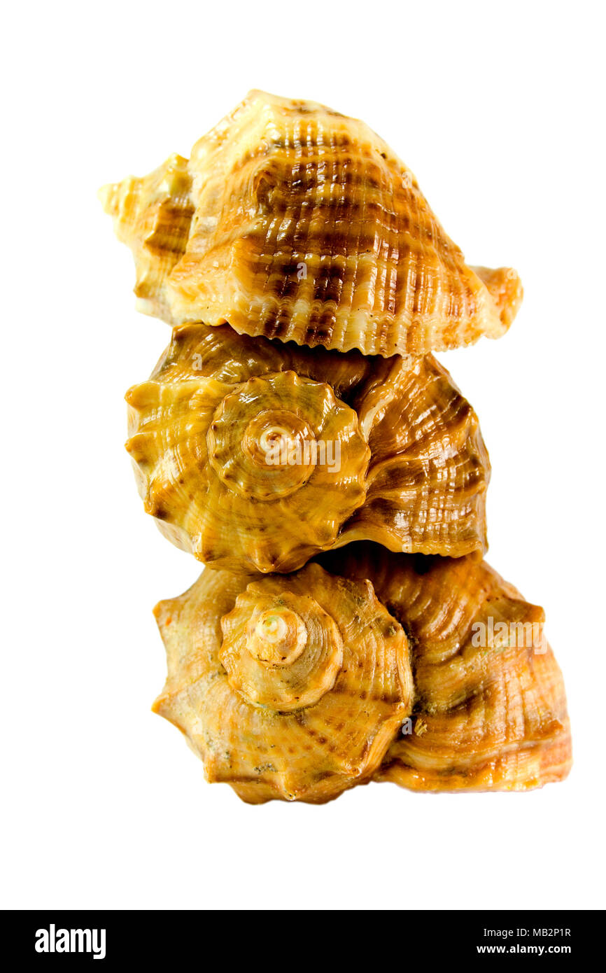 three shells isolated on white Stock Photo - Alamy