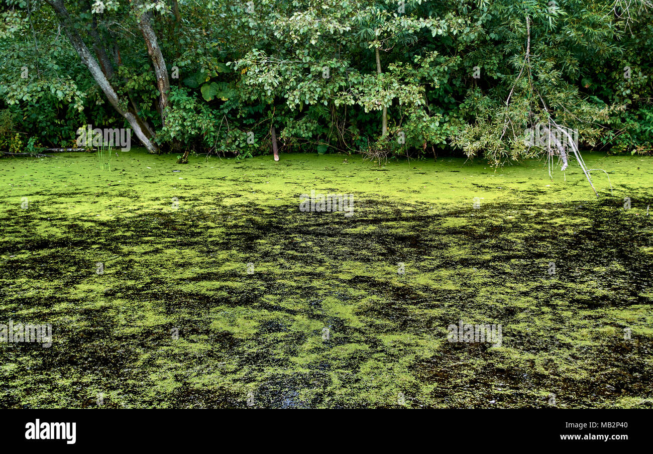 Swamp Water Surface High Resolution Stock Photography and Images - Alamy