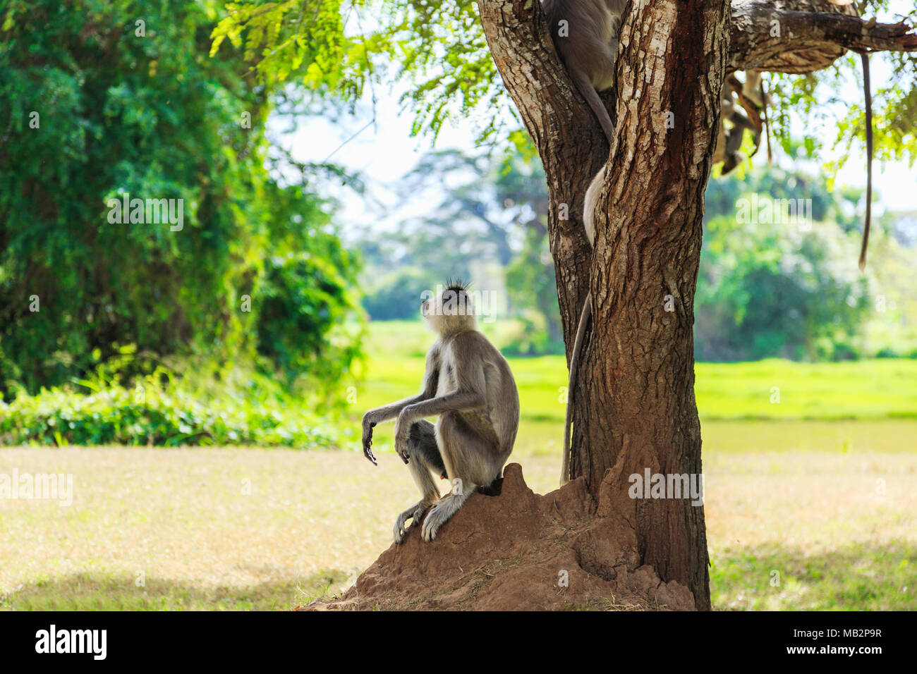 monkey in the jungle sitting under a tree Stock Photo - Alamy