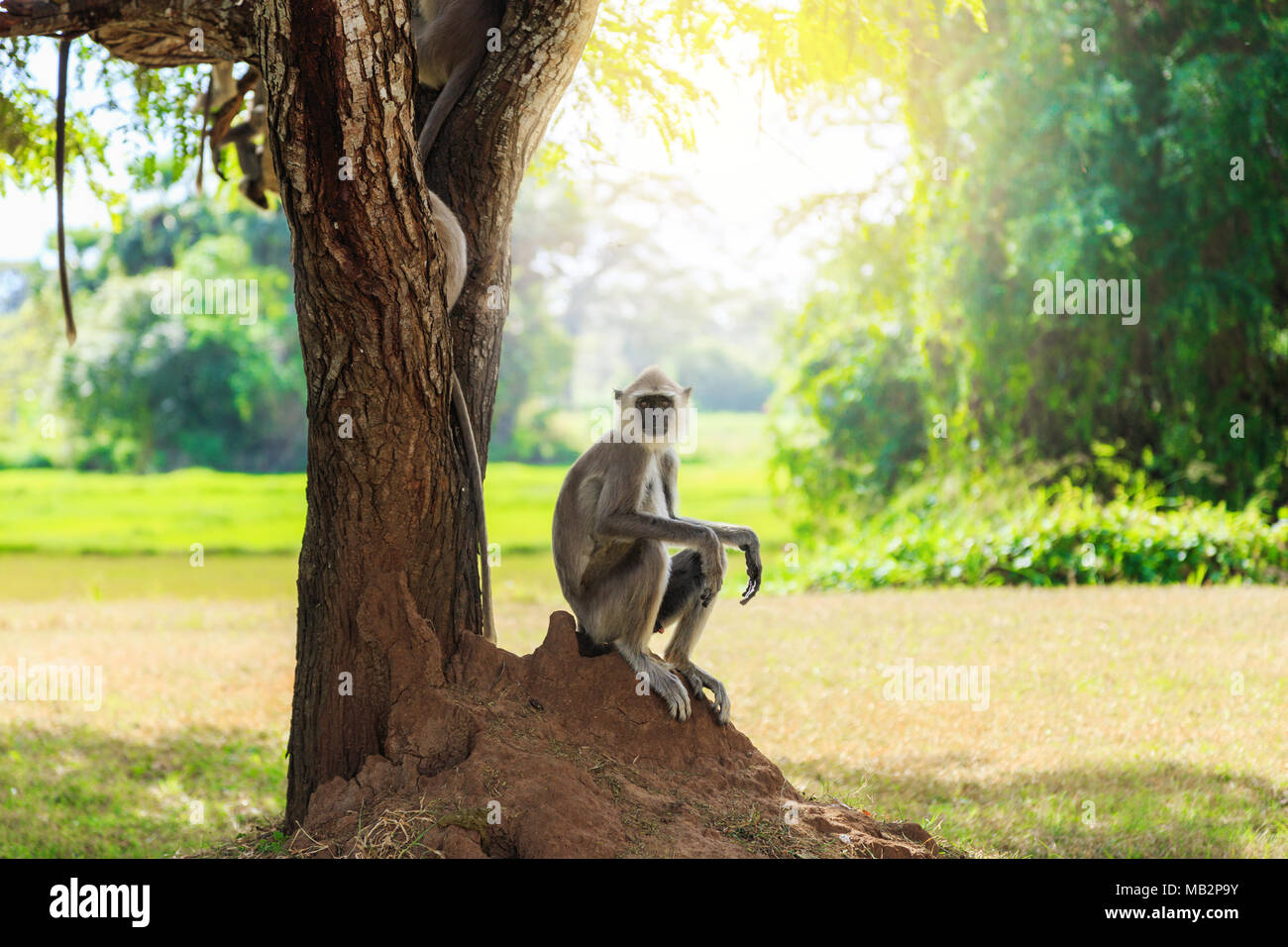 monkey in the jungle sitting under a tree Stock Photo - Alamy