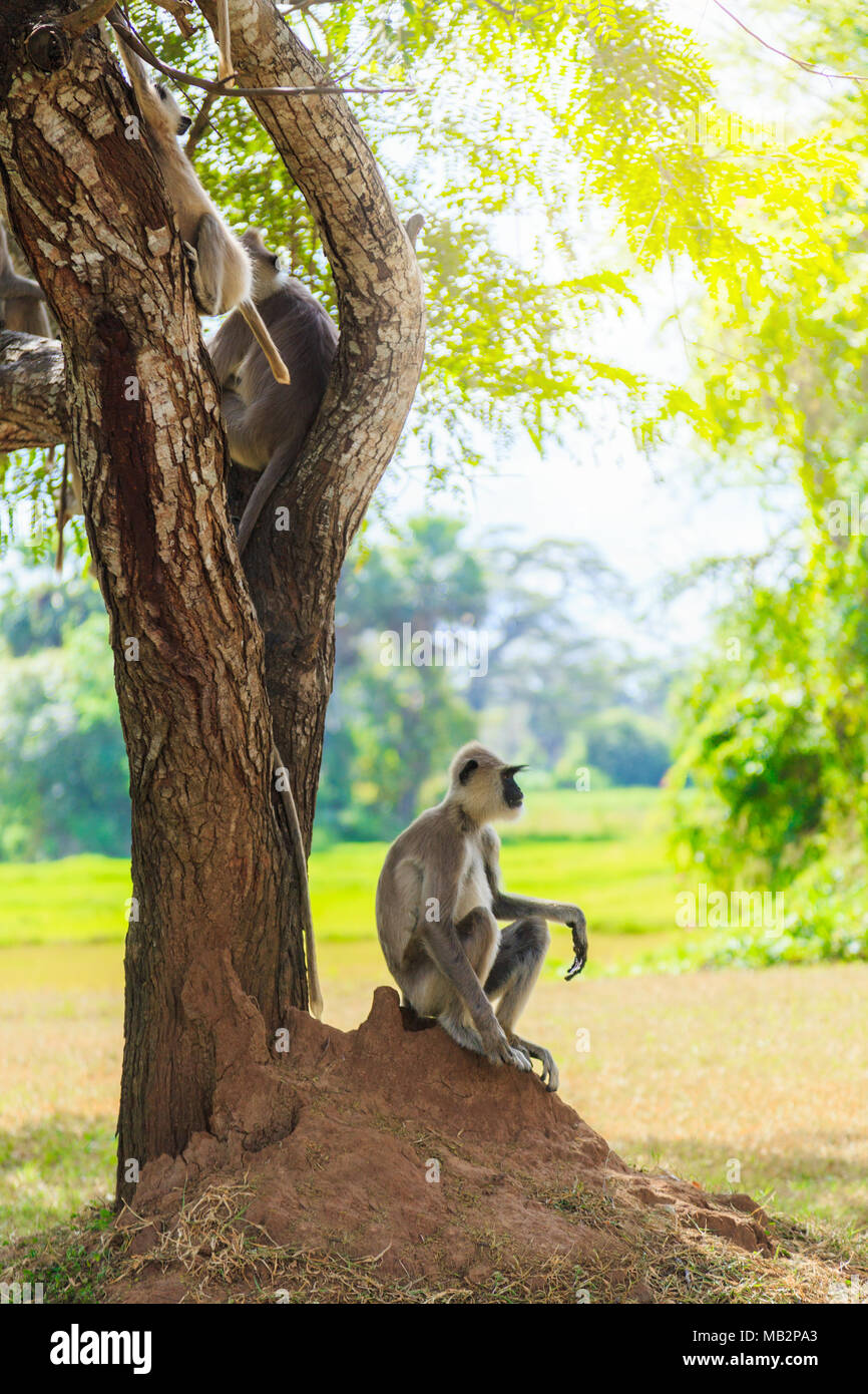 monkey in the jungle sitting under a tree Stock Photo - Alamy
