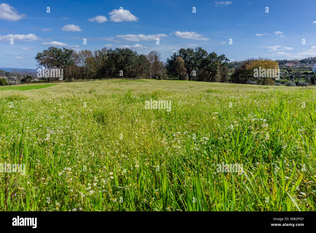 Green wild flowers field Stock Photo - Alamy