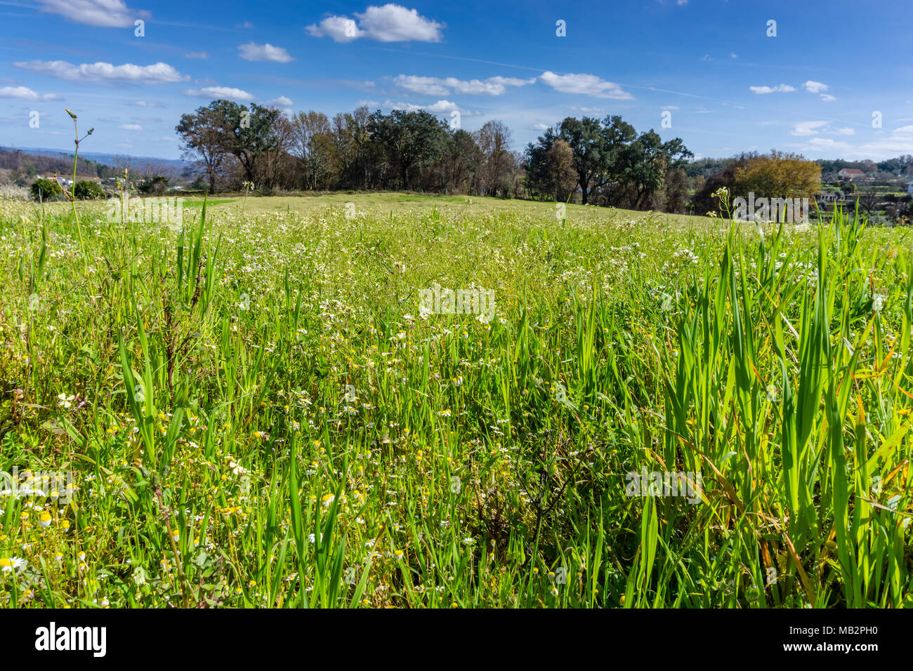 Green wild flowers field Stock Photo - Alamy