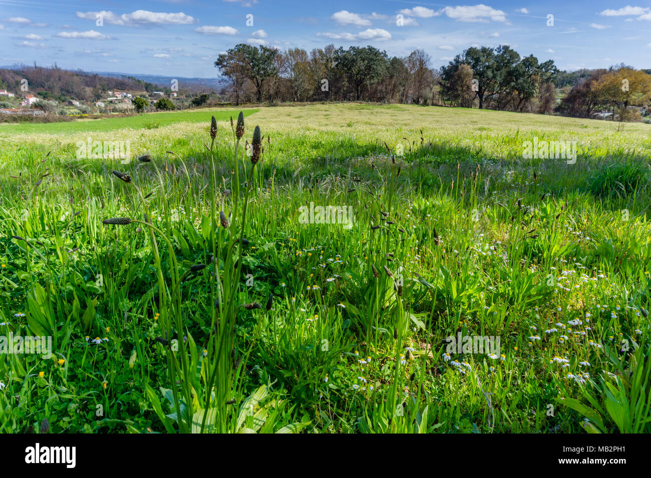 Green wild flowers field Stock Photo - Alamy