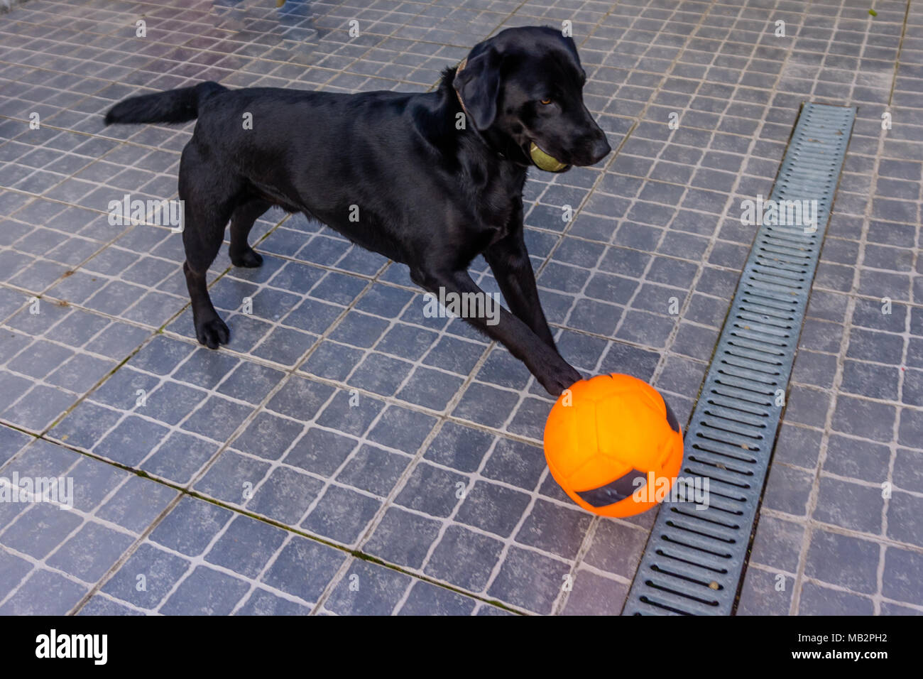 Playful black Labrador puppy plays with ball in summer. Funny dog pet ...