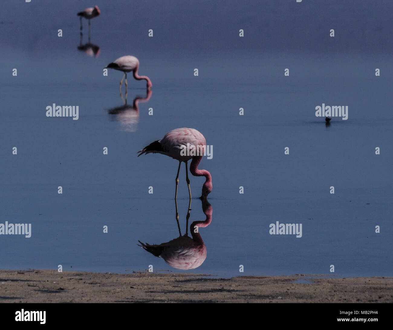 Flamingo at Salt lake Salar de Atacama, Atacama desert, northern Chile ...