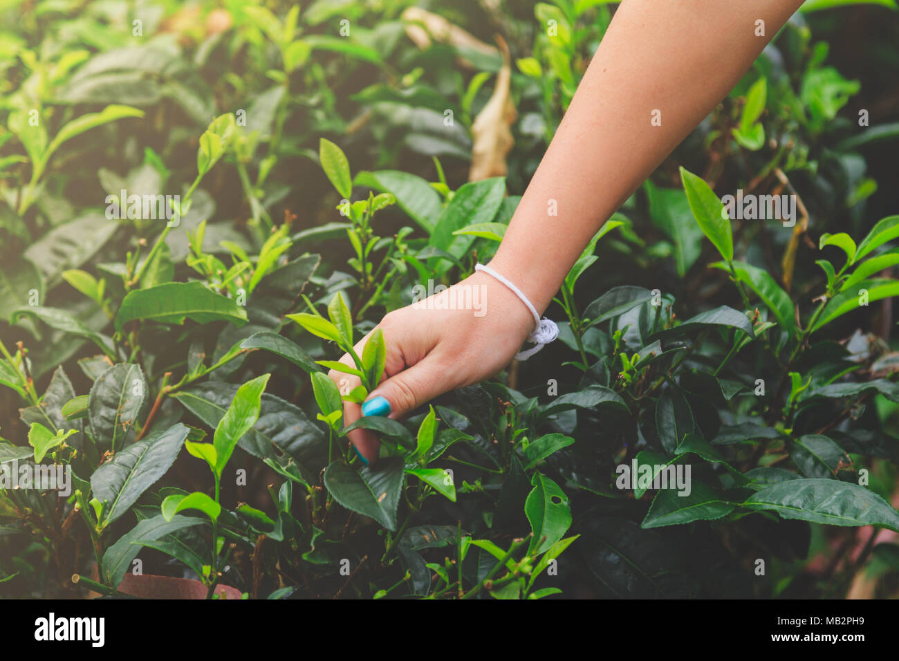 Burma tea plantation hi-res stock photography and images - Alamy