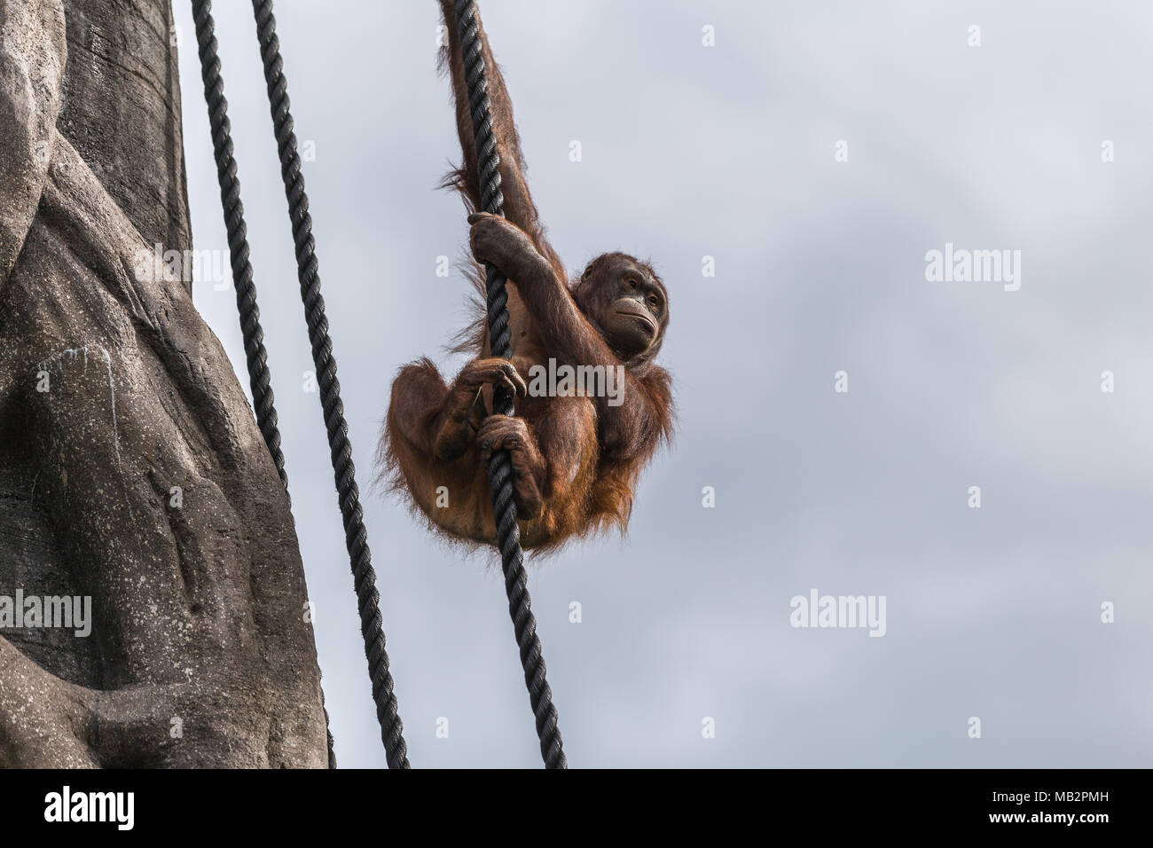Day Out At Dublin Zoo Stock Photo - Alamy
