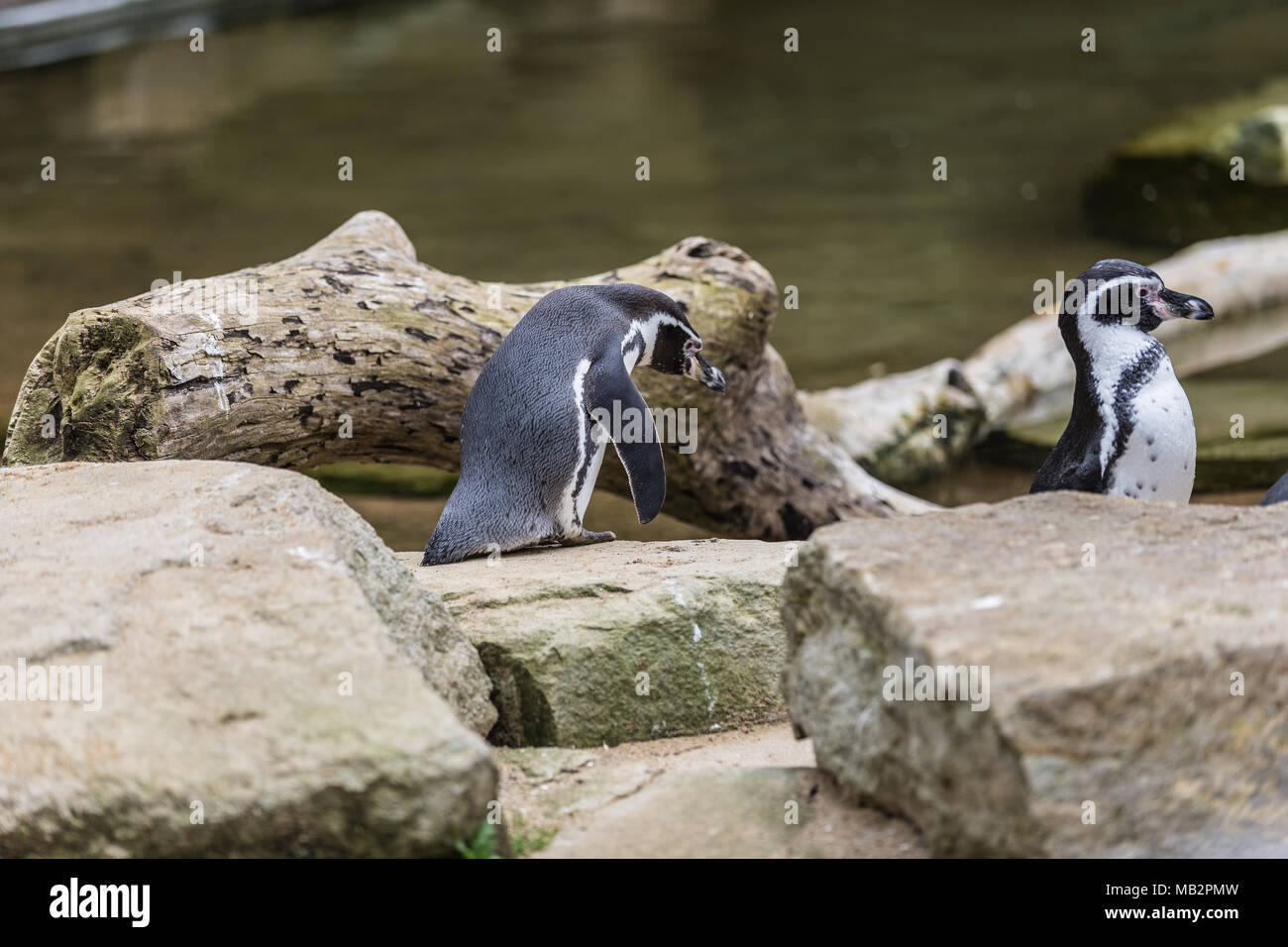 Day Out At Dublin Zoo Stock Photo - Alamy