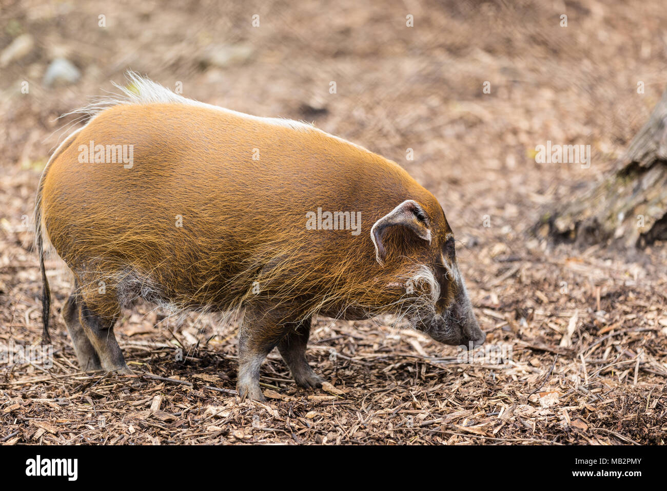 Day Out At Dublin Zoo Stock Photo - Alamy